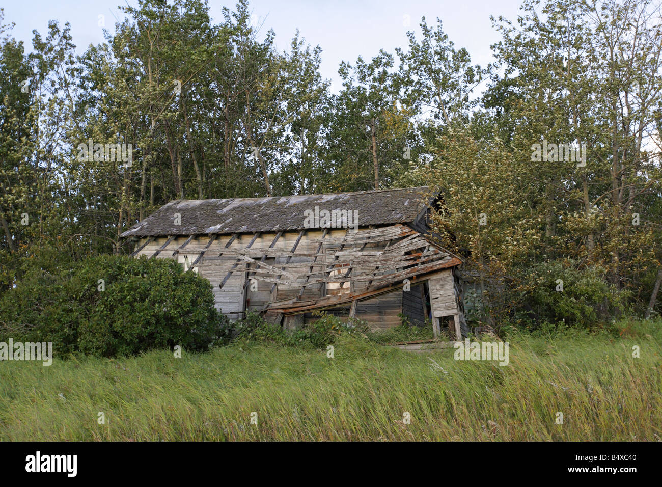 Pioneer settlers ranch shack hut derelict and abandoned in a small wood ...