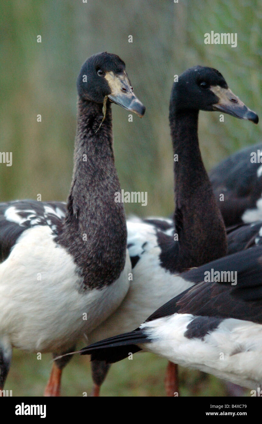 A Magpie Goose Stock Photo - Alamy