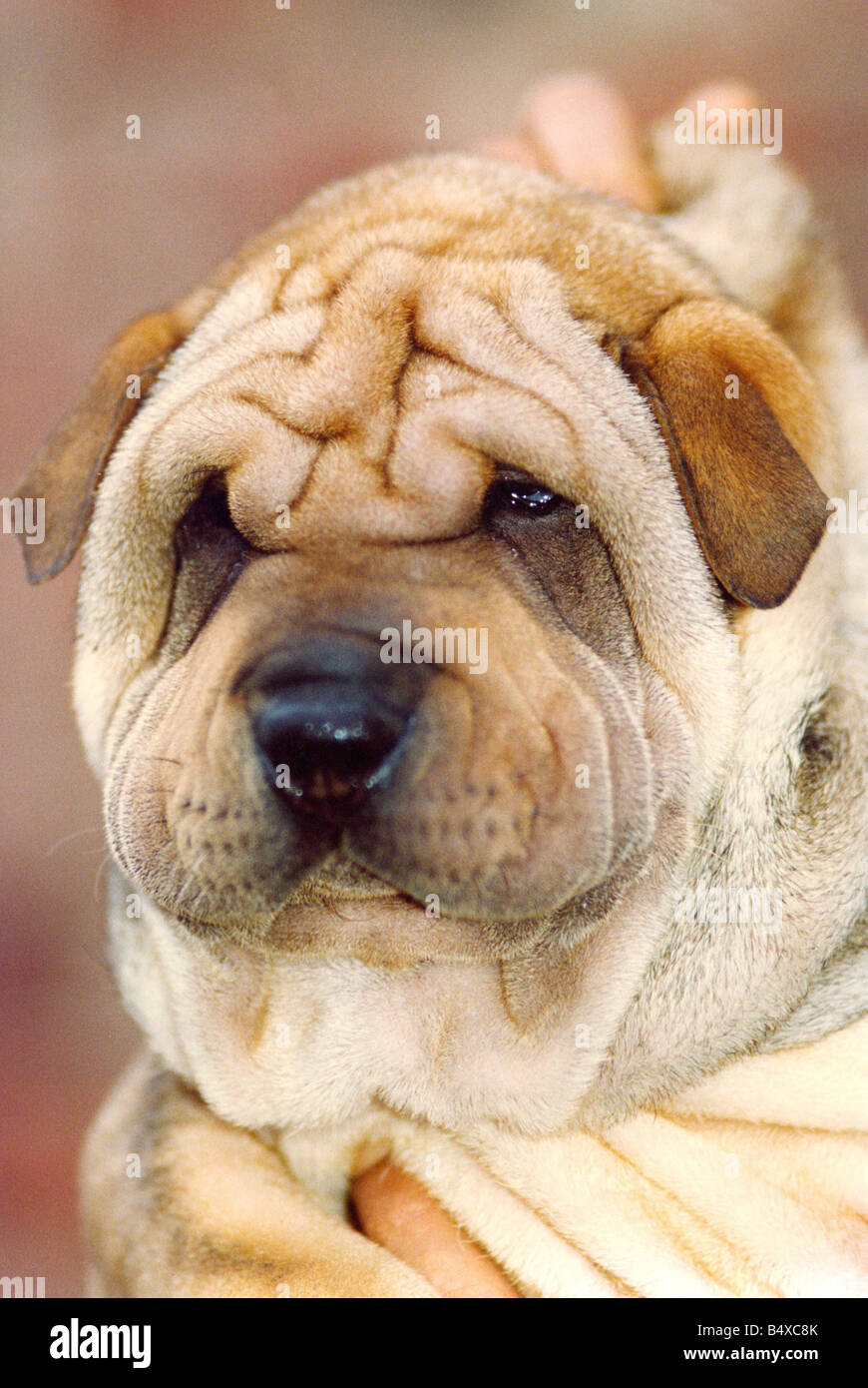 A Shar Pei puppy what a beautiful face Stock Photo - Alamy