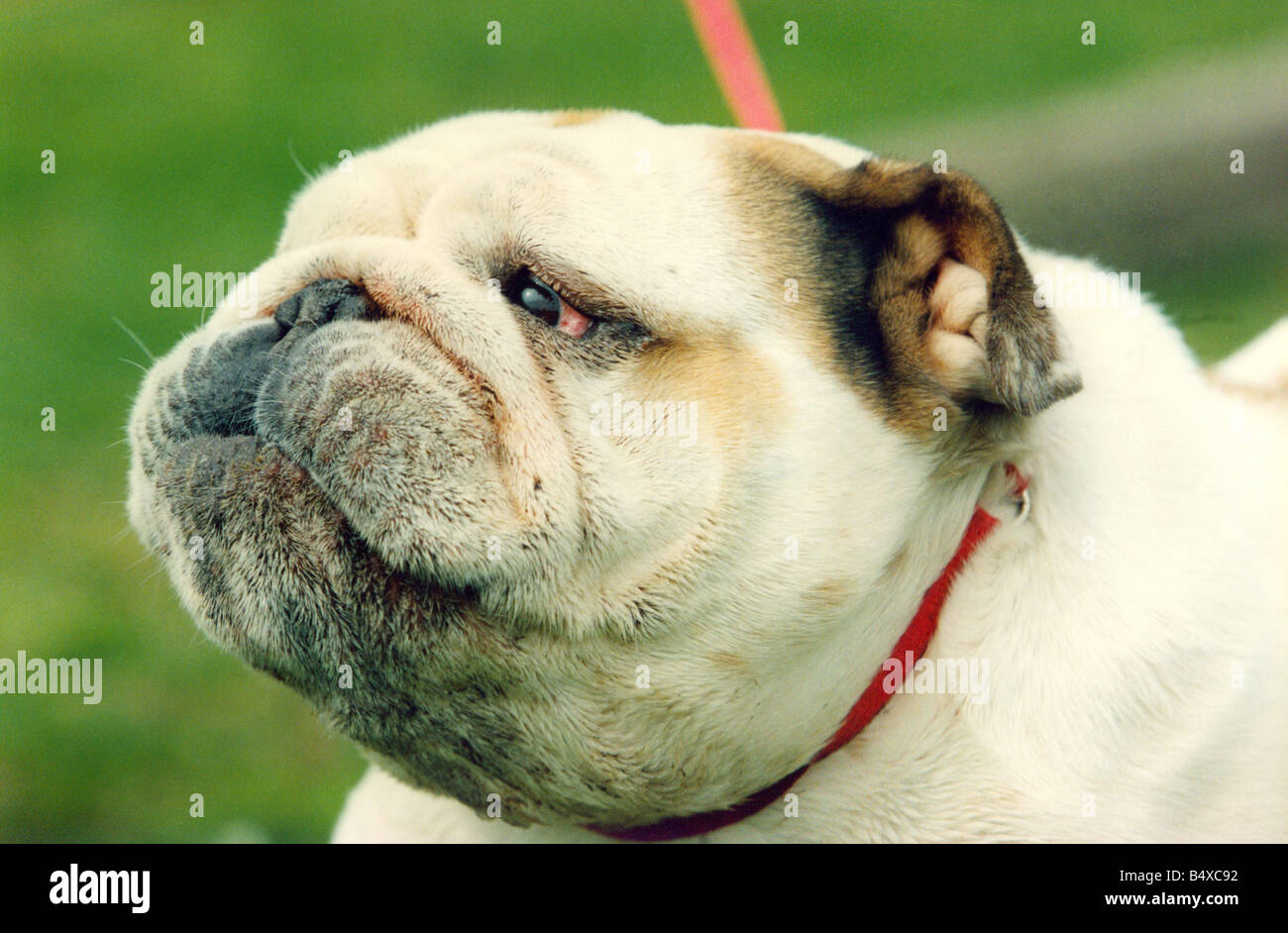 A British Bulldog Stock Photo - Alamy