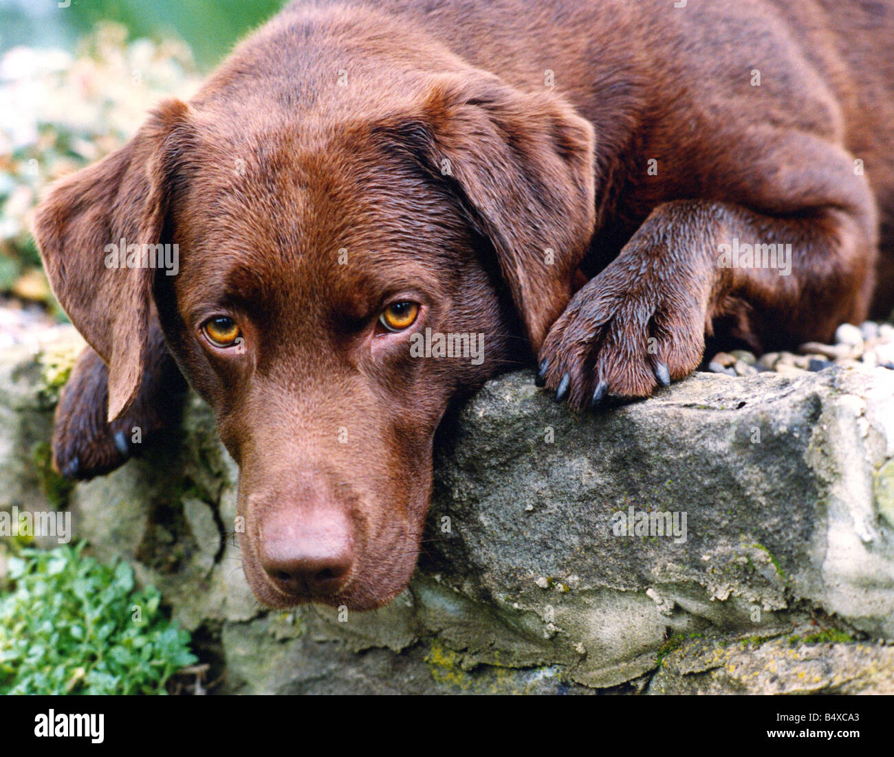 A chocolate brown Labrador Stock Photo - Alamy