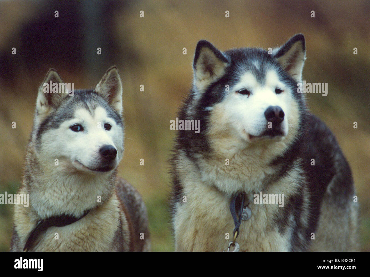Husky racing at Kielder Forest Stock Photo - Alamy