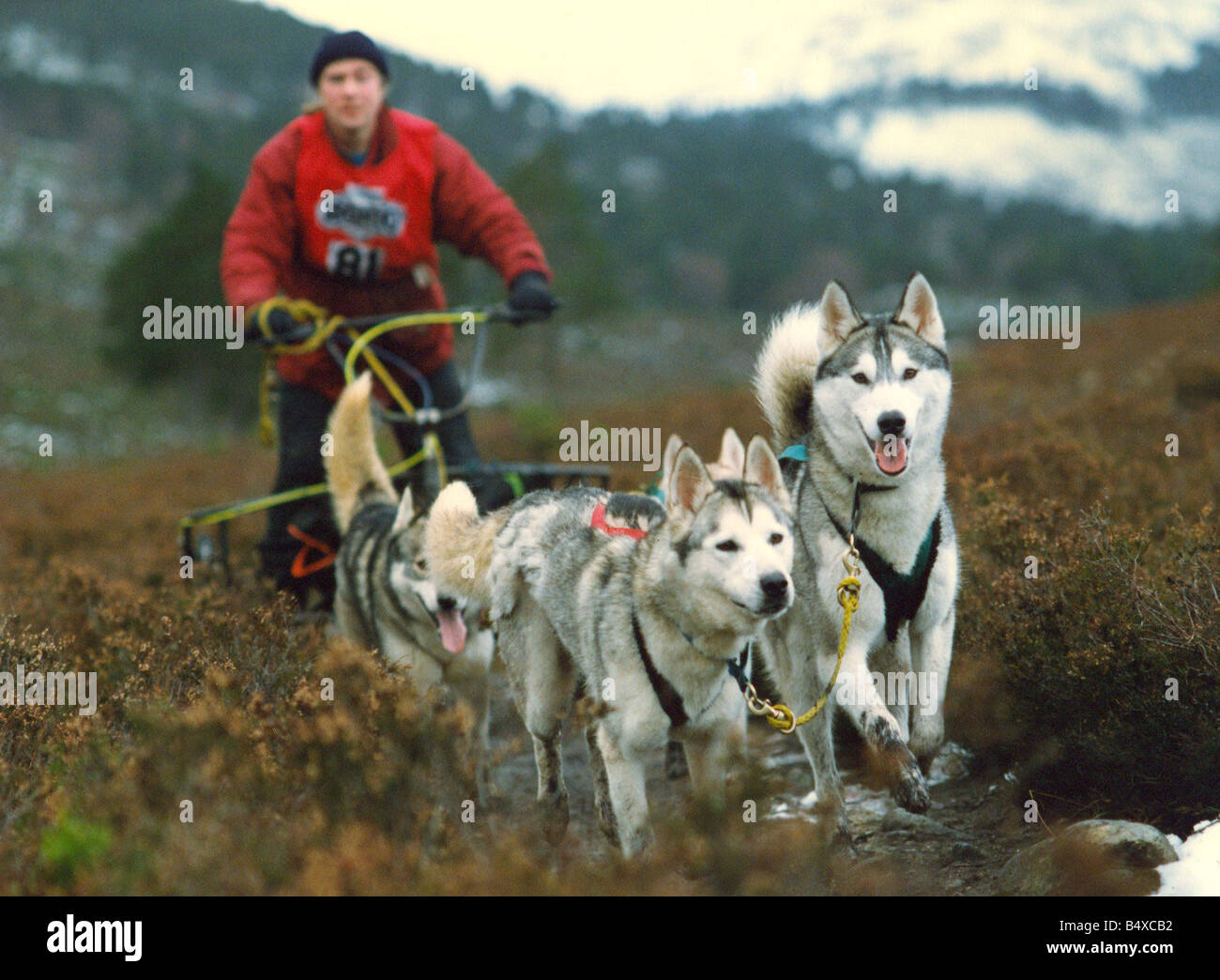 Husky racing at Aviemore Scotland Stock Photo - Alamy