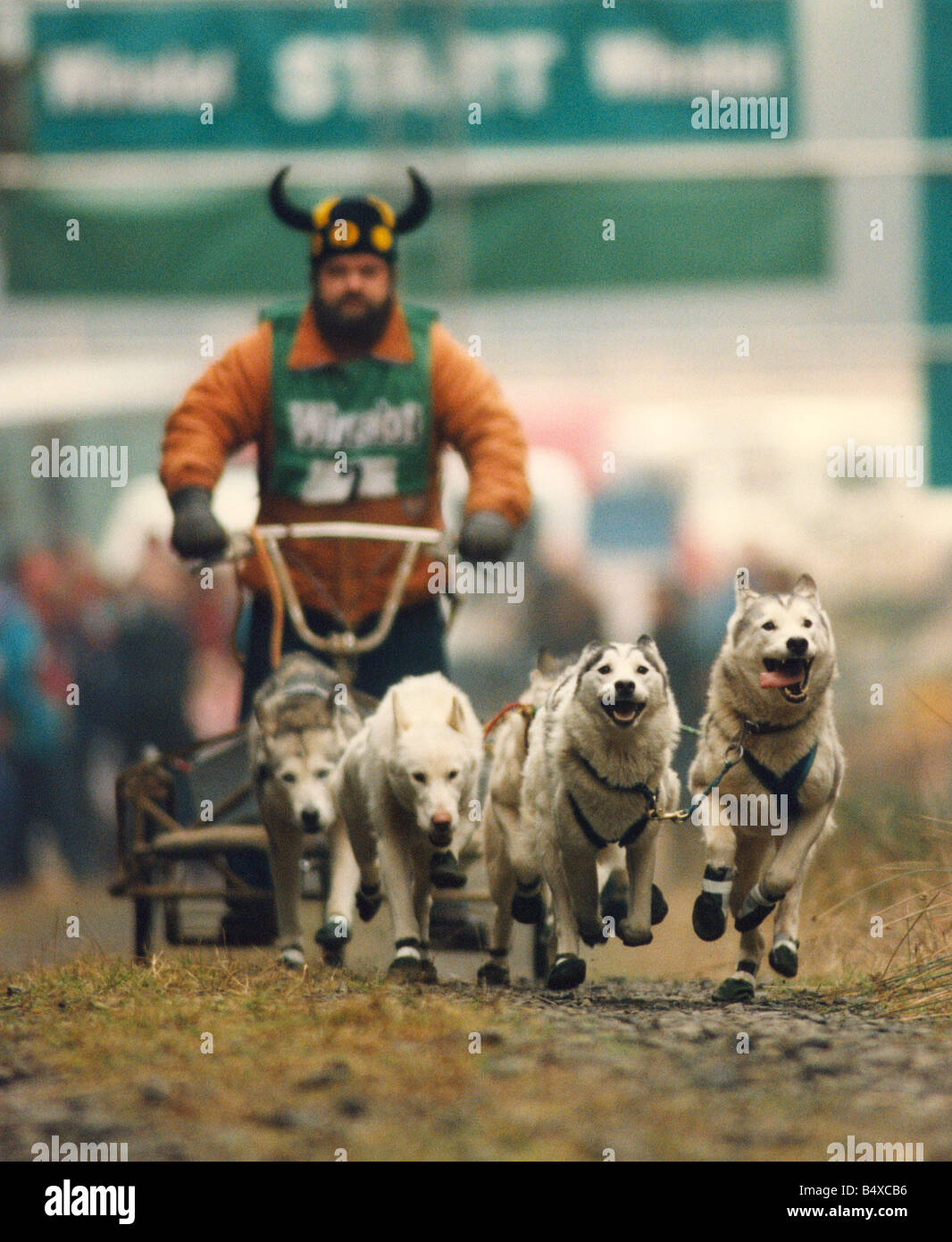 Husky racing at Kielder Forest Stock Photo - Alamy