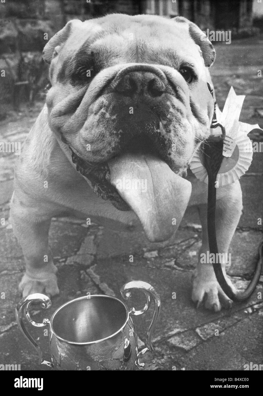 A prize winning British Bulldog Stock Photo - Alamy
