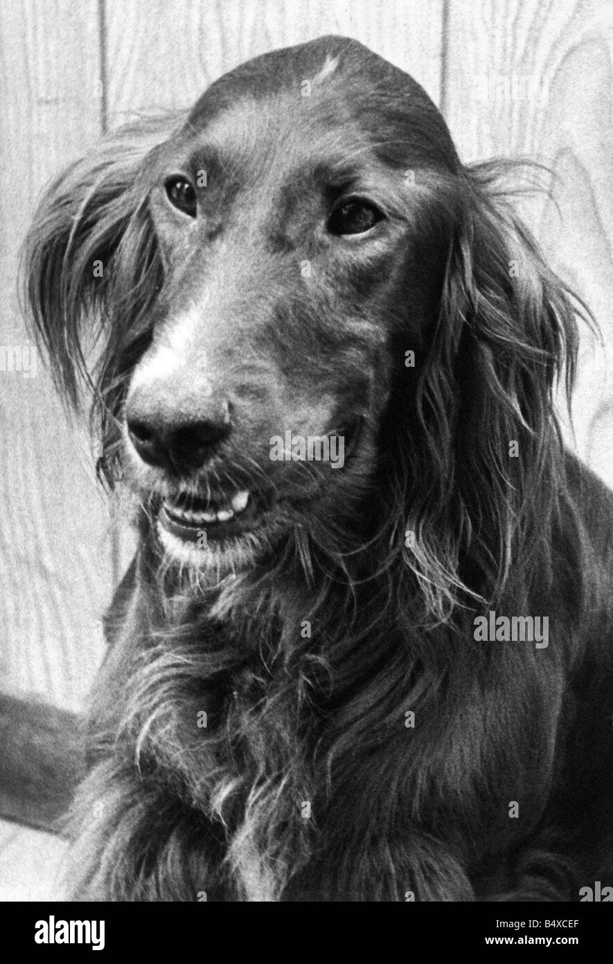 A Red Setter Stock Photo - Alamy