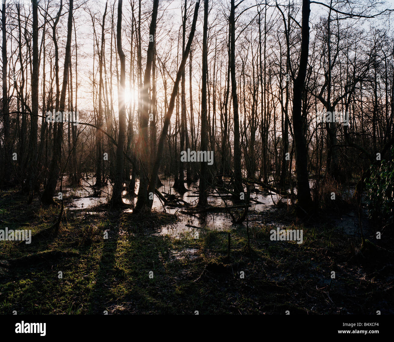 Sun shining through trees in marsh Stock Photo - Alamy