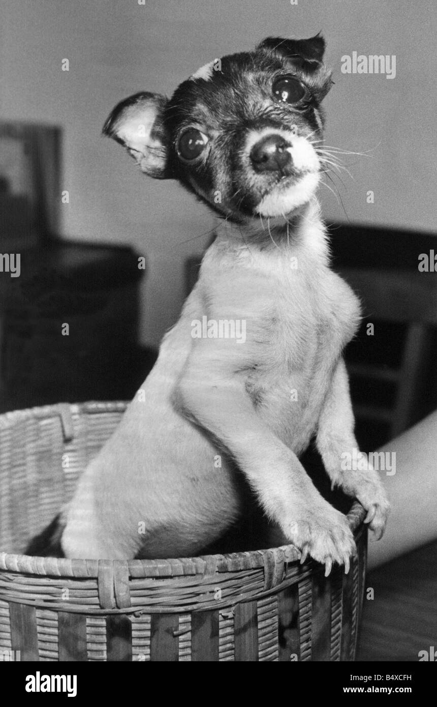 Jack small hi-res stock photography and images - Alamy
