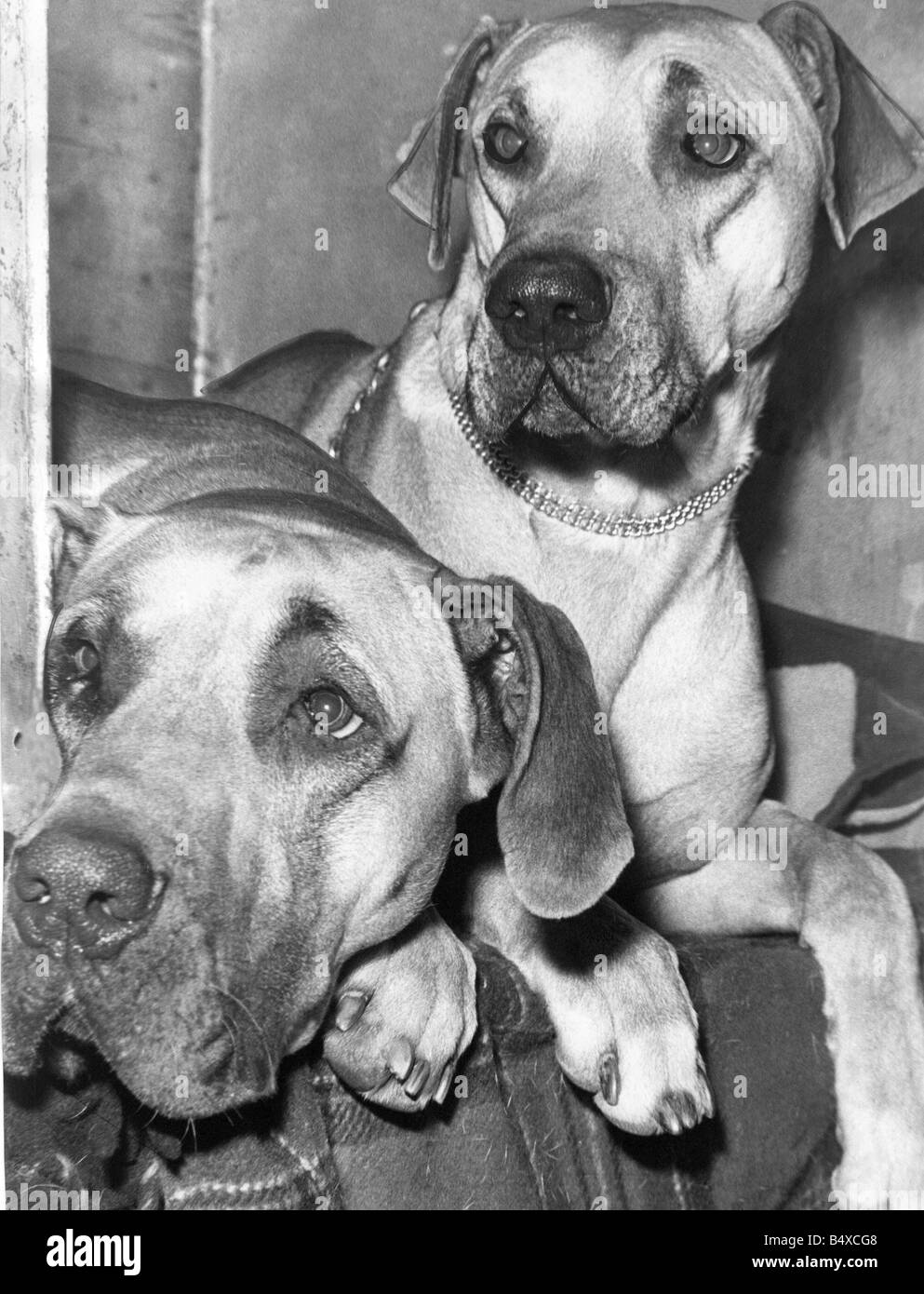 Two very serious Great Danes competing in a Northumberland dog show ...