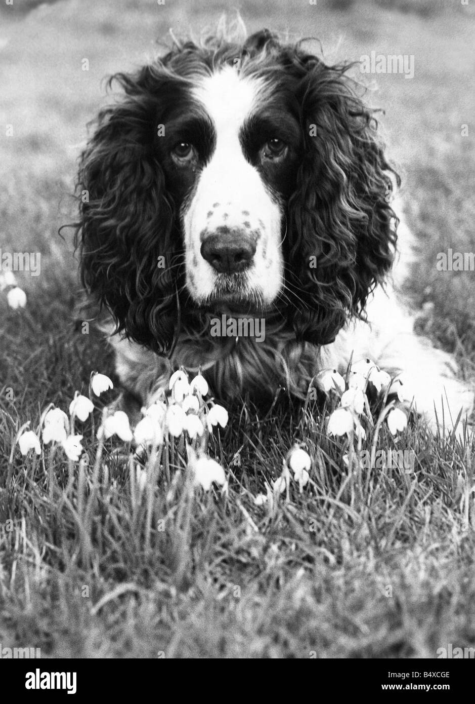 A Springer Spaniel enjoying the first signs of spring Stock Photo - Alamy