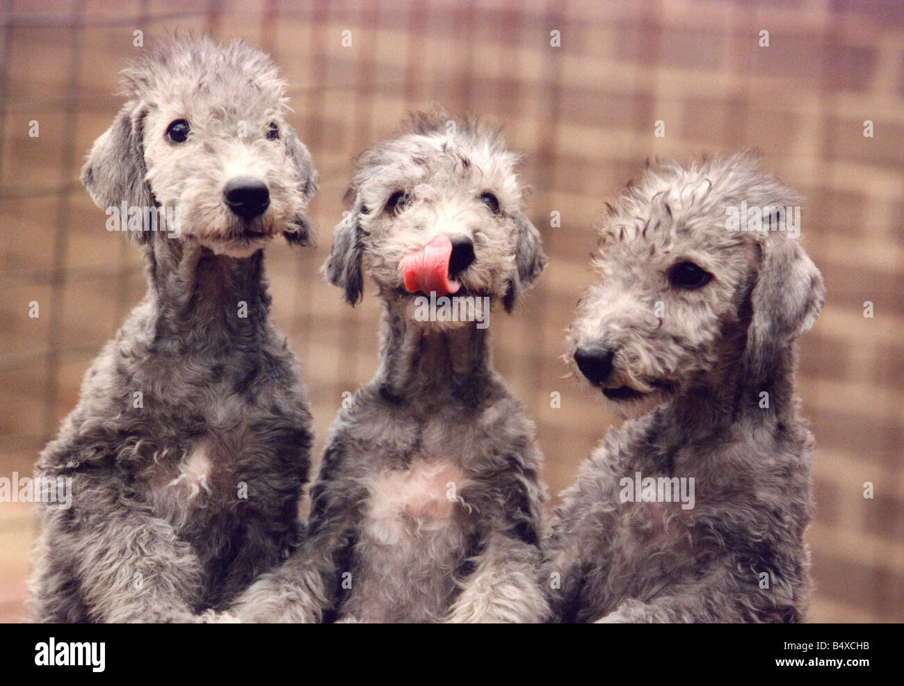 Three terriers hi-res stock photography and images - Alamy