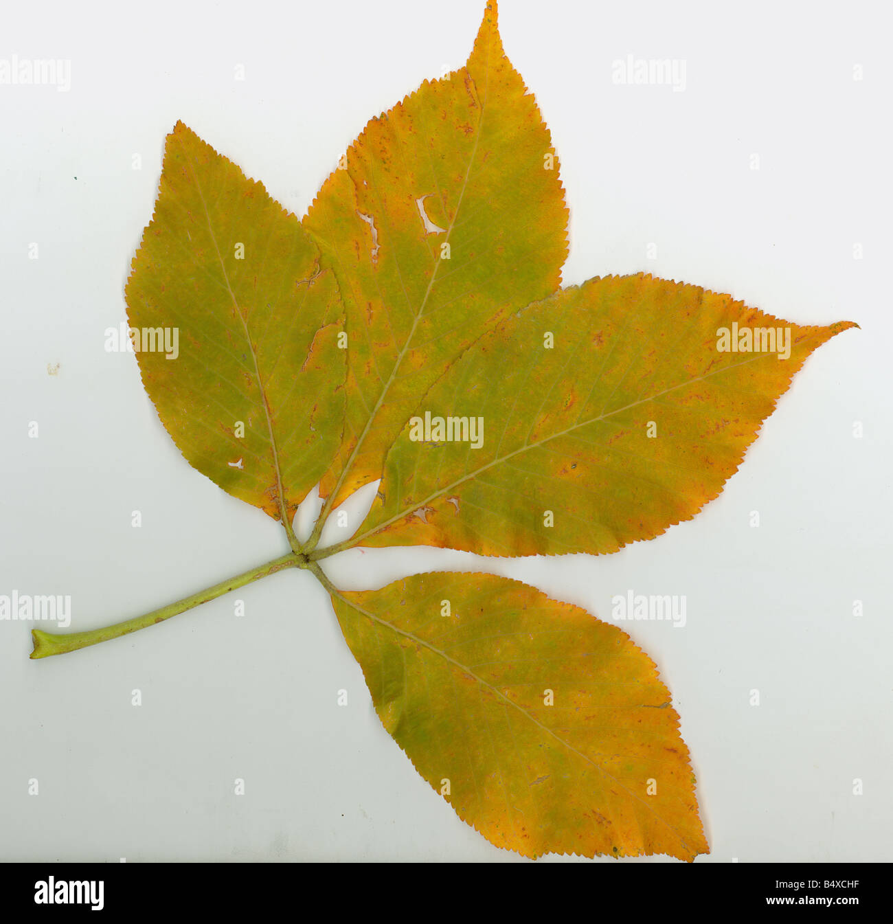 Chlorophyll breakdown hi-res stock photography and images - Alamy