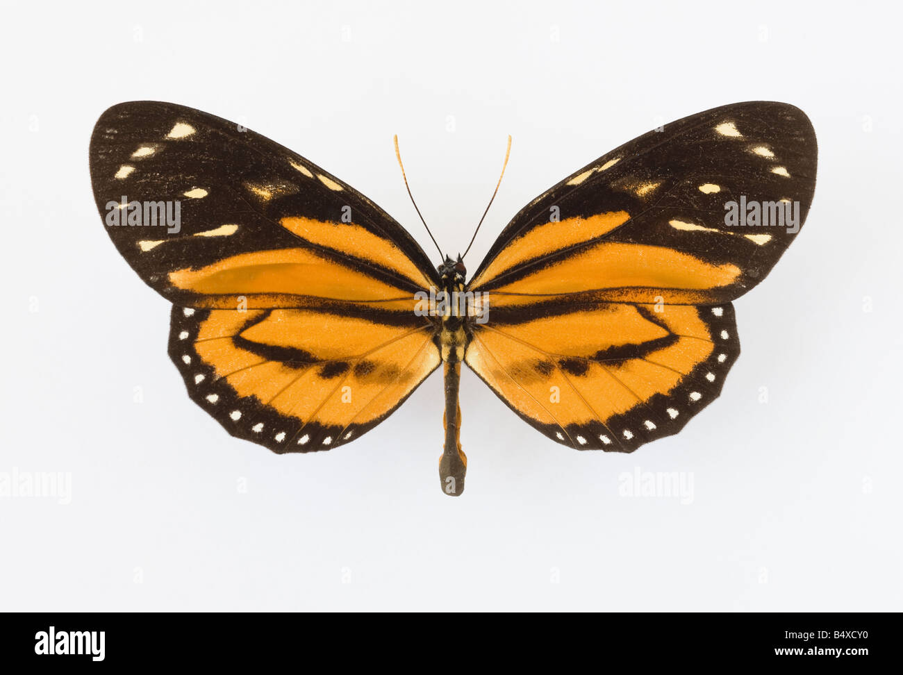 Close up of butterfly Stock Photo - Alamy