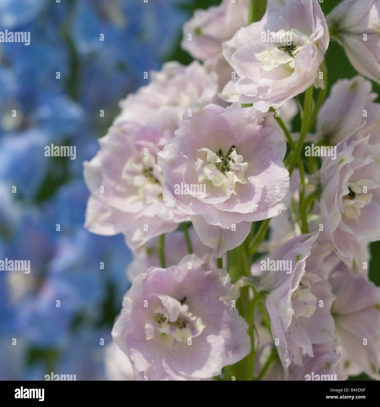 Close up of delicate flowers Stock Photo - Alamy
