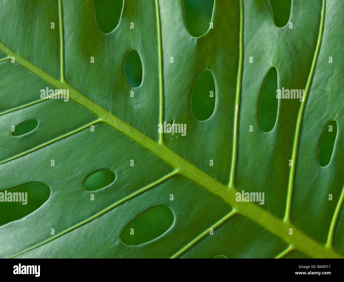 Close up of tropical leaf Stock Photo - Alamy