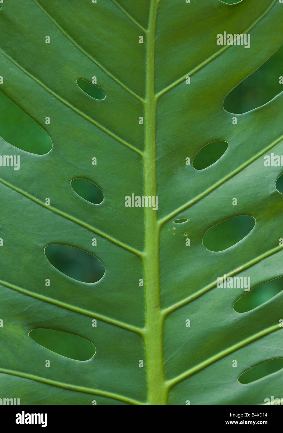 Close up of tropical leaf Stock Photo - Alamy