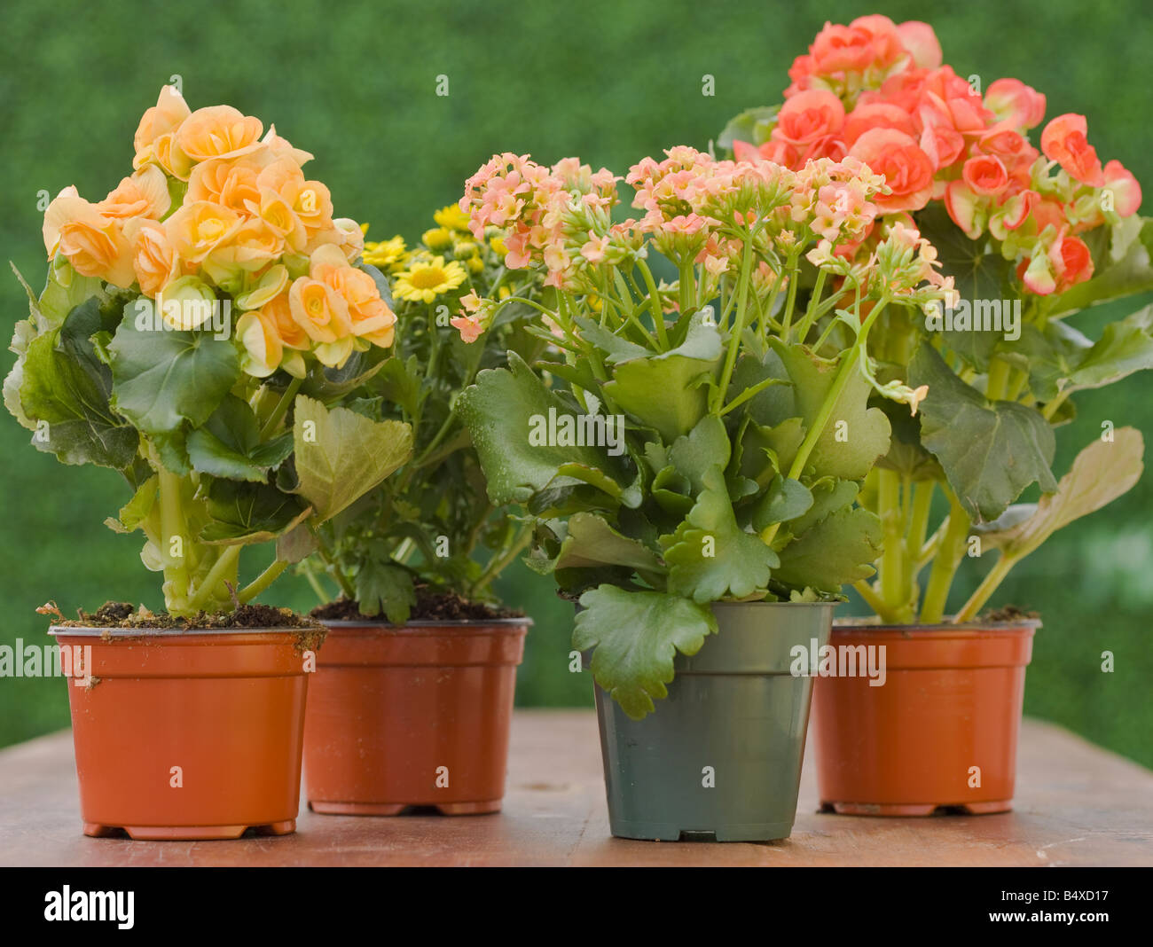 Potted plants hi-res stock photography and images - Alamy