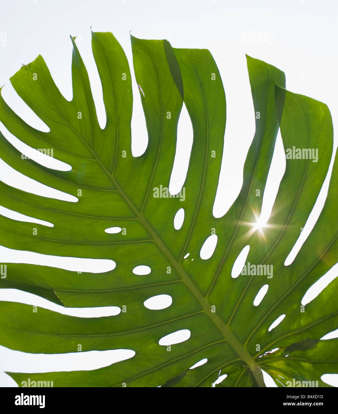 Close up of tropical leaf Stock Photo - Alamy
