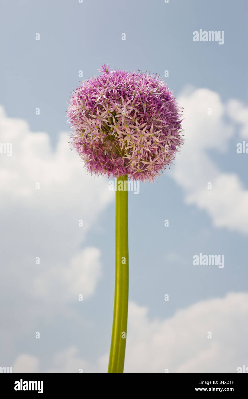 Round flower hi-res stock photography and images - Alamy