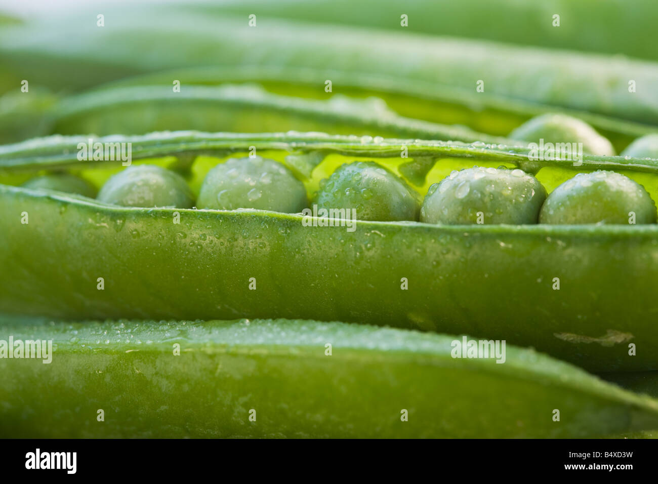 Full pod hi-res stock photography and images - Alamy