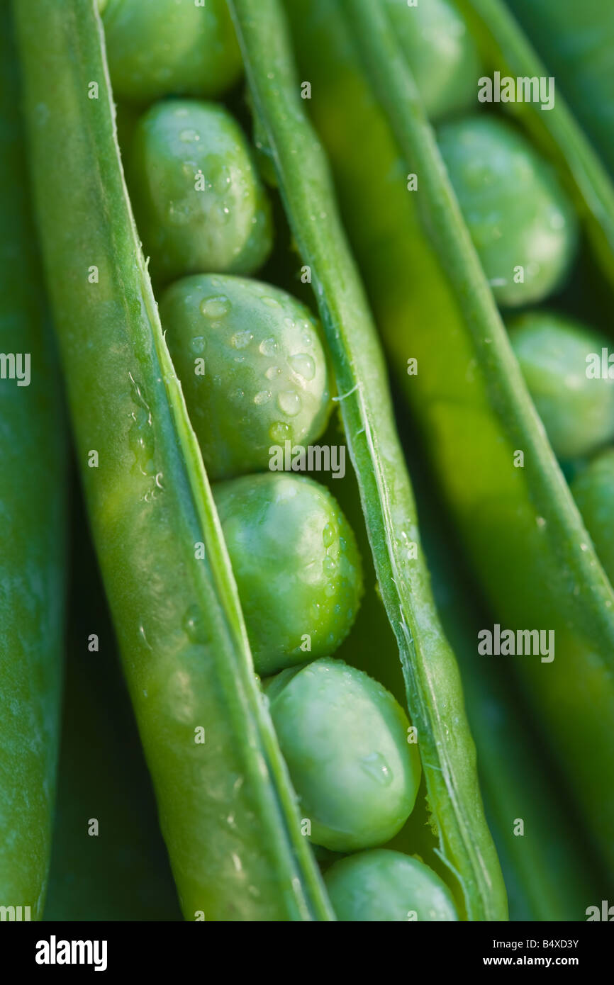 Close up peas in a pod Stock Photo - Alamy