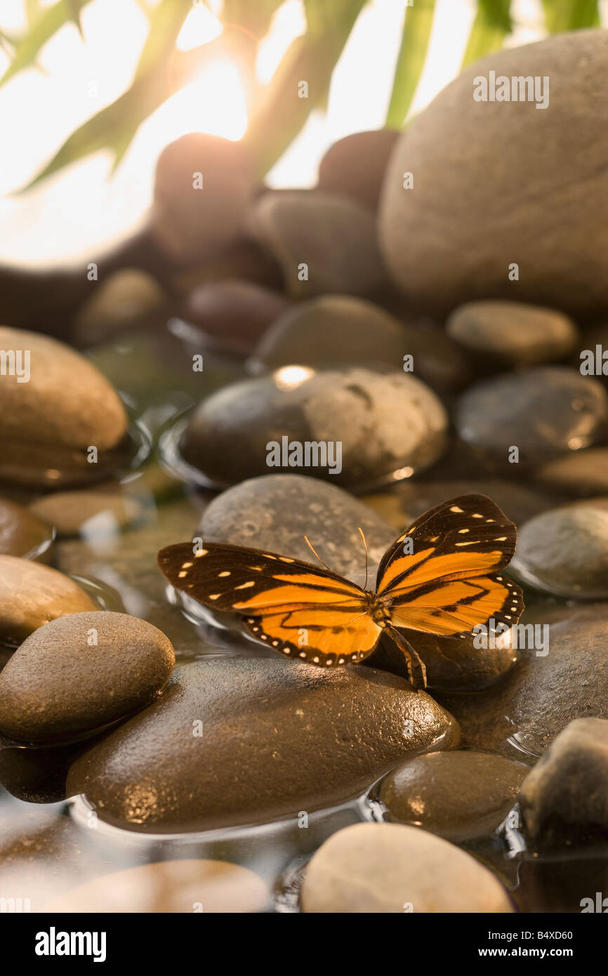 Butterfly on wet rock Stock Photo - Alamy