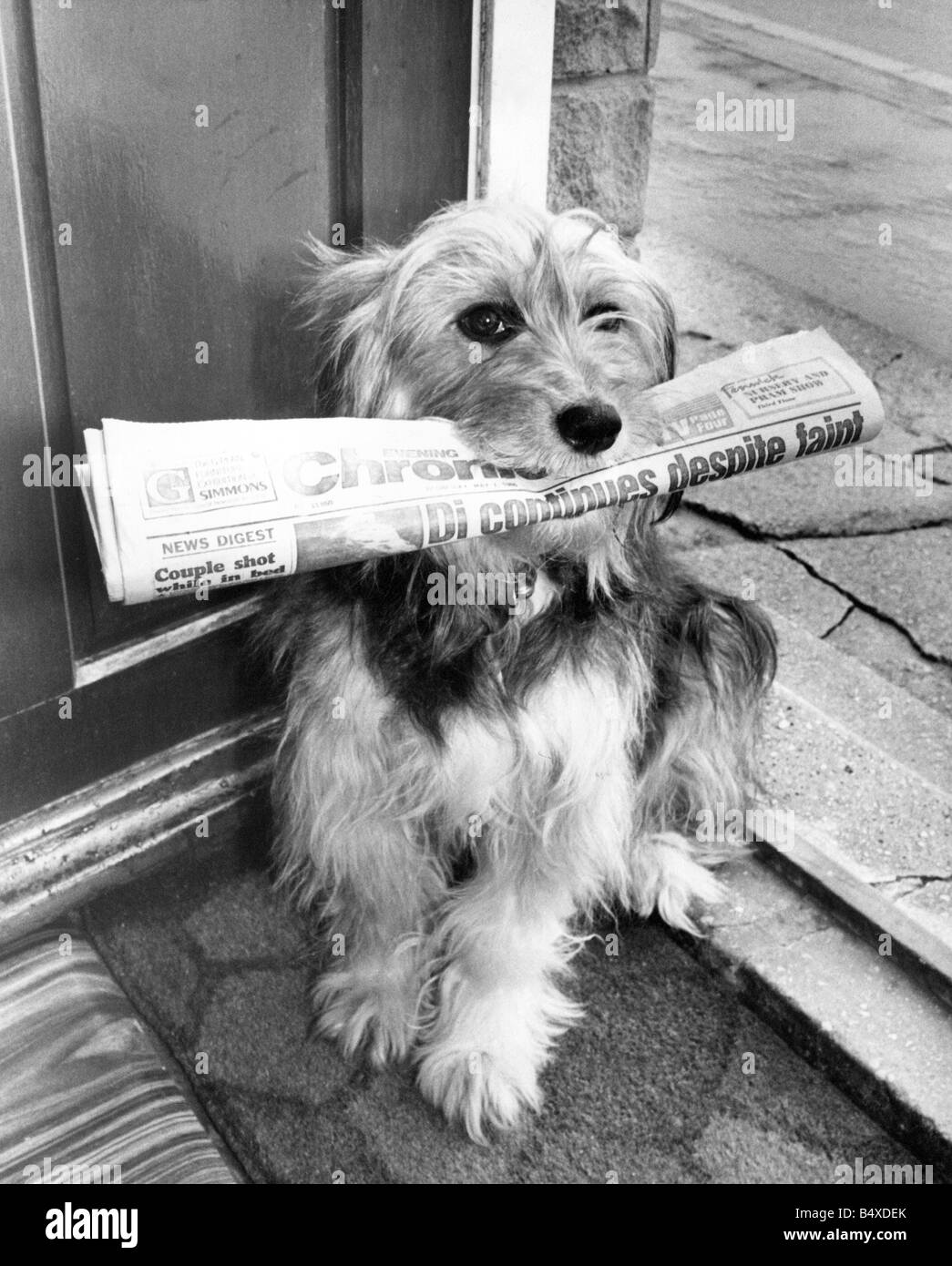 Barney the televisin star still has to bring in the paper even though ...