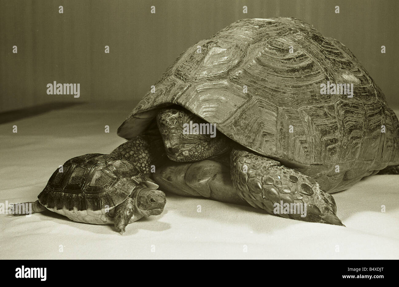 Baby Tortoises seen here with her mother. Circa 1971 Rev 3729 Stock ...