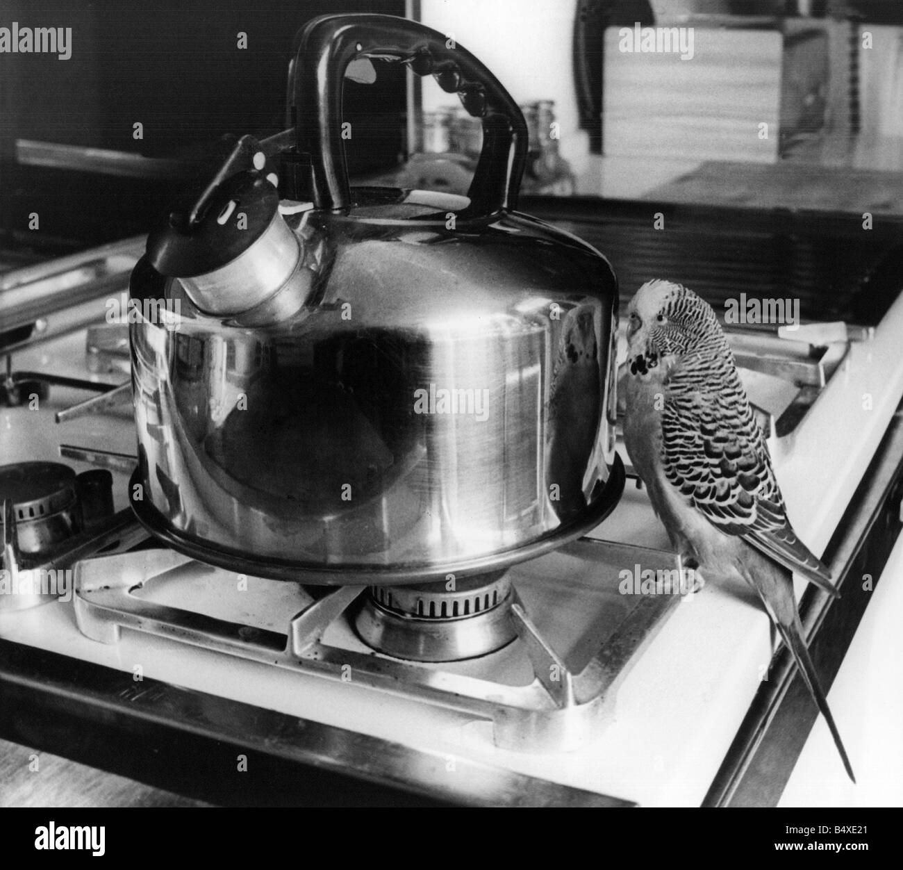 This budgie better watch he does nt get burned talking to his mirror ...