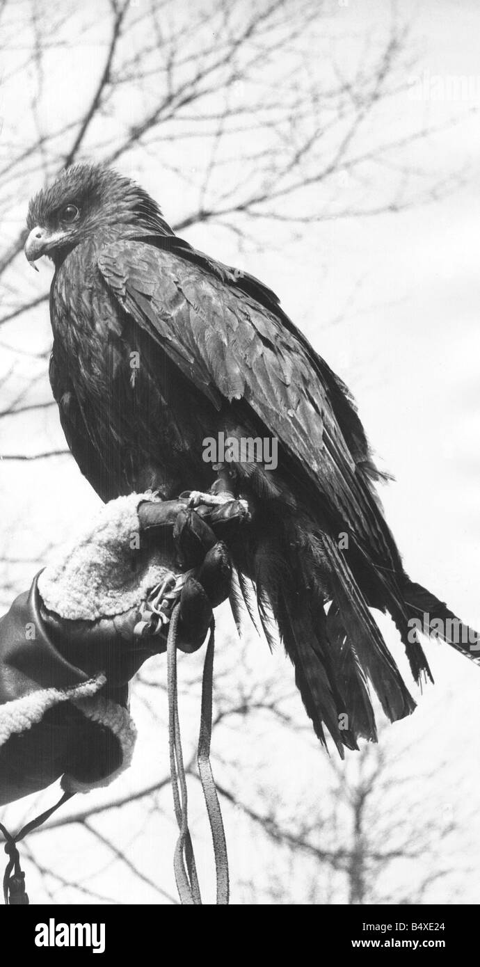 An Indian Buzzard bird of prey Stock Photo - Alamy