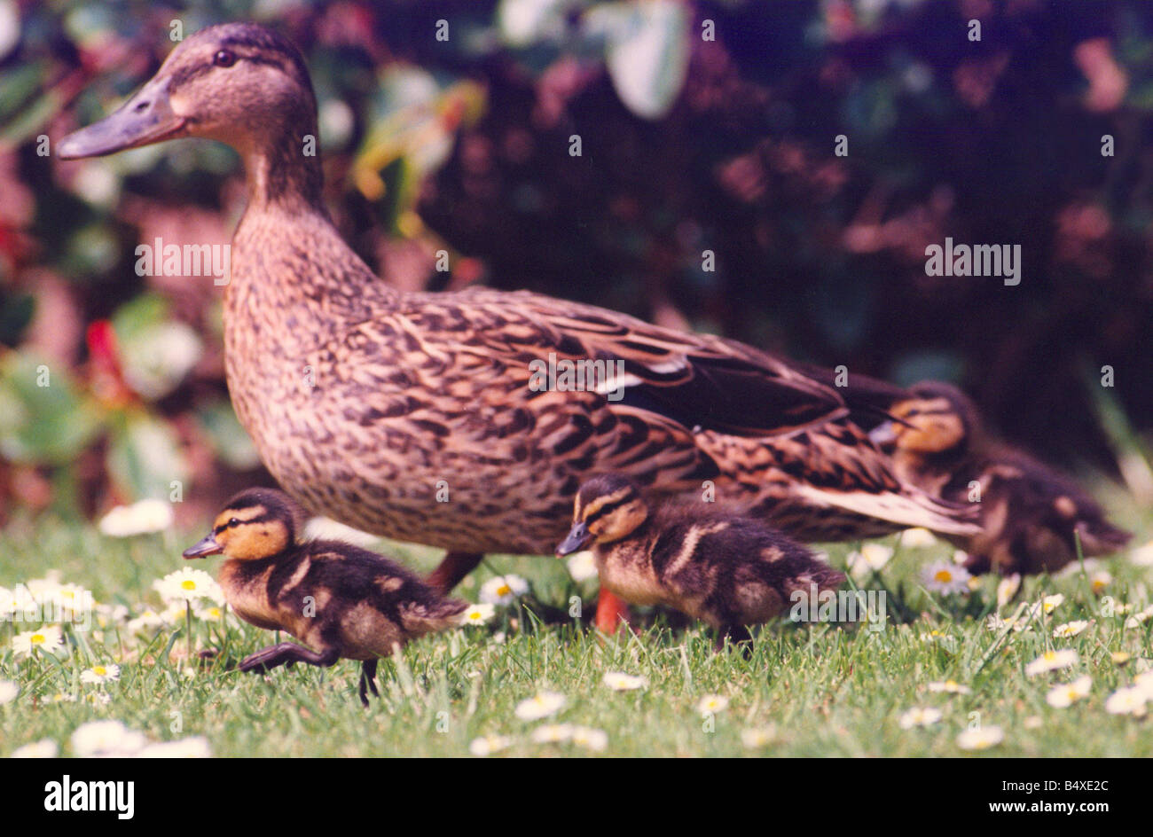 Will A Mother Duck Come Back For Her Ducklings at Billy Mcmanus blog