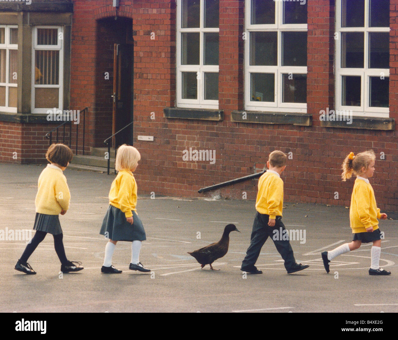Duck school hi-res stock photography and images - Alamy