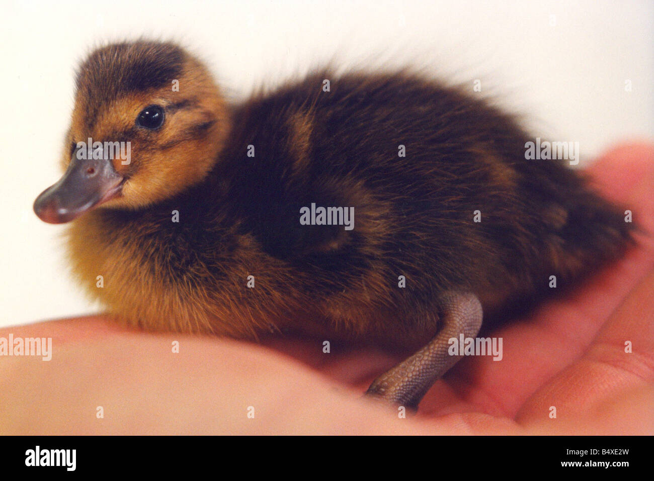 A young duckling Stock Photo - Alamy