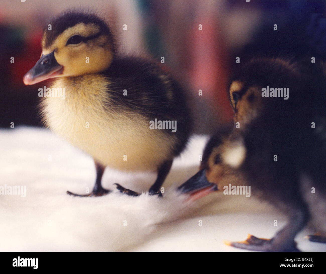 Some young ducklings Stock Photo - Alamy