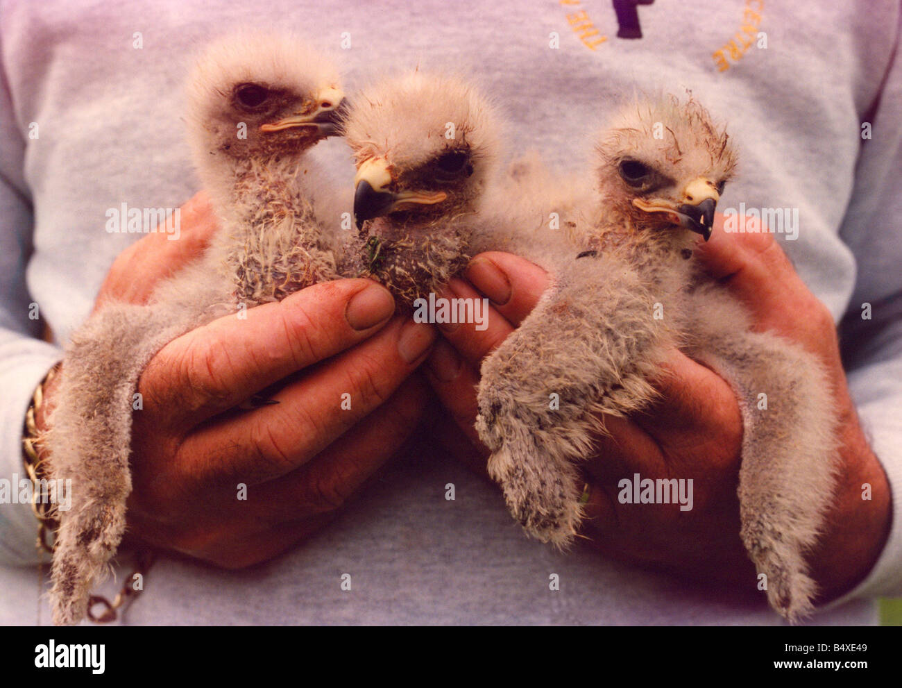 Buzzard chick hi-res stock photography and images - Alamy