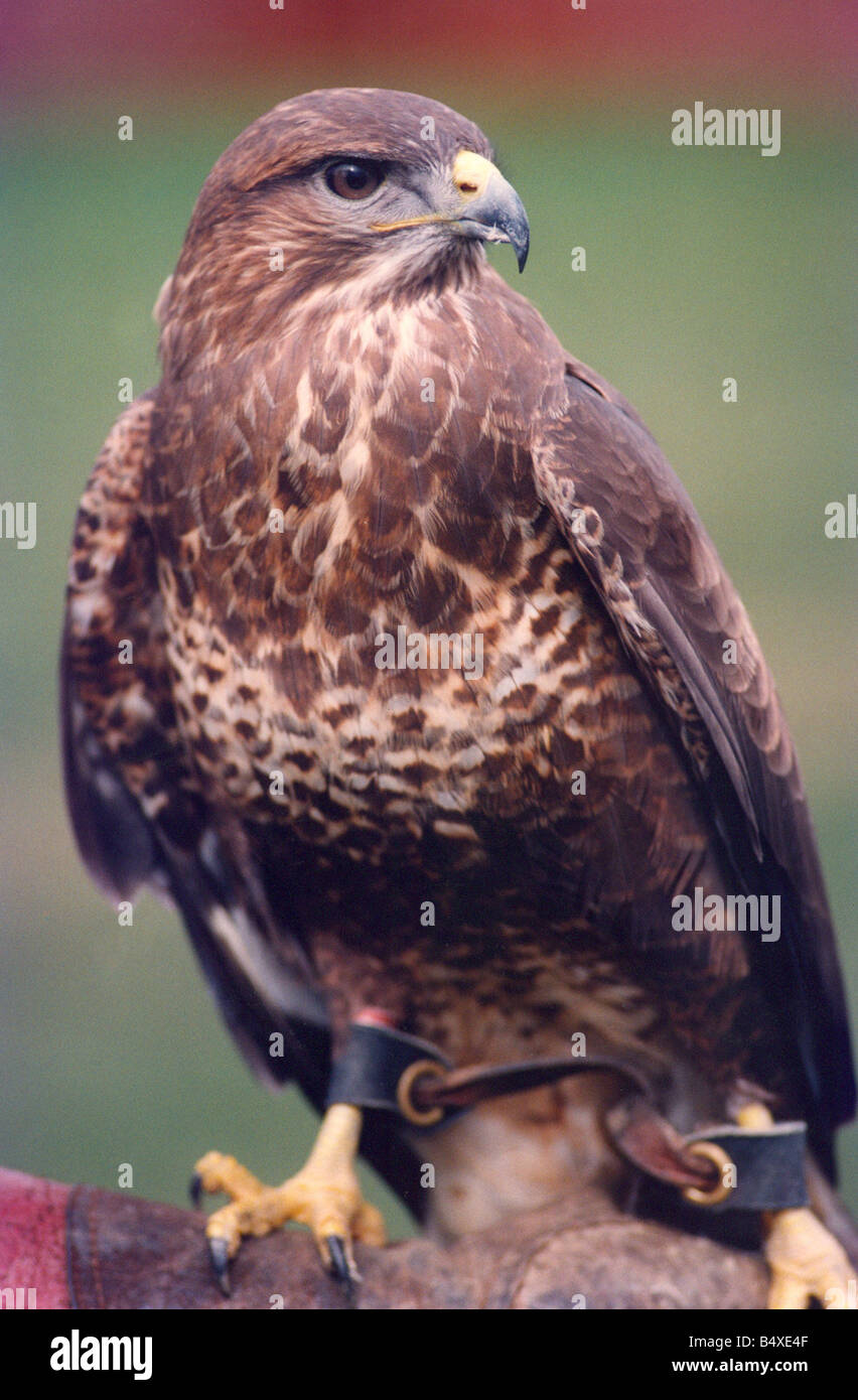 A buzzard bird of prey Stock Photo - Alamy