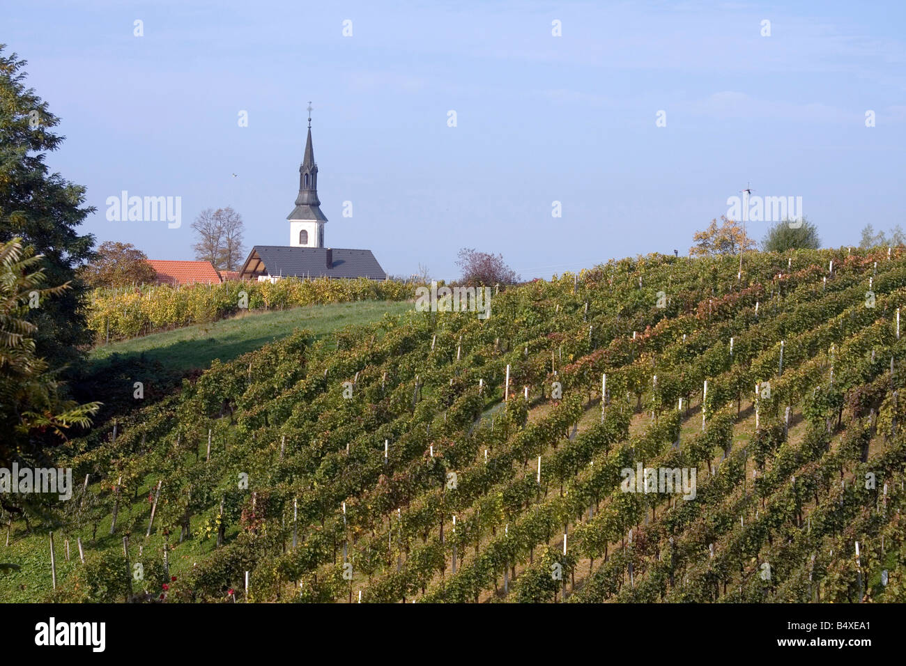 Landscape of the vineyard in the autumn with church in the background ...