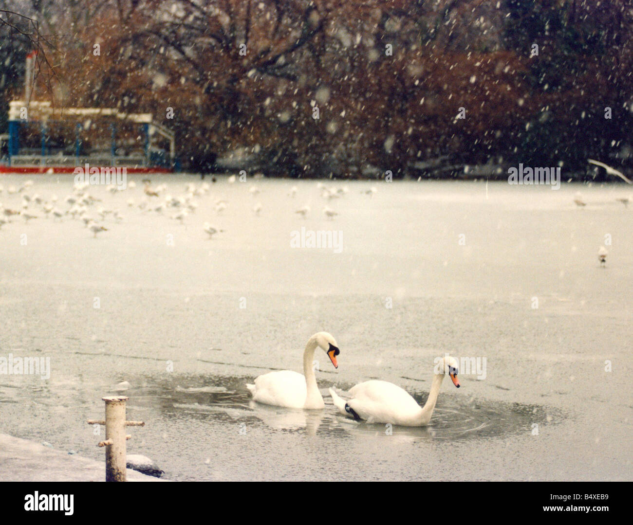 Middle swan hi-res stock photography and images - Alamy
