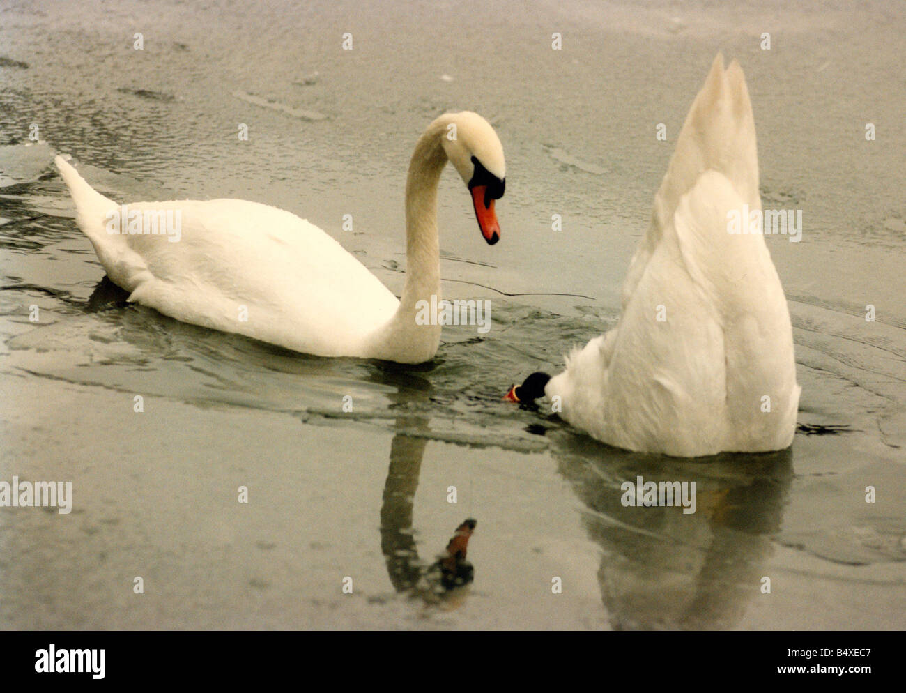 Middle Swan High Resolution Stock Photography and Images - Alamy