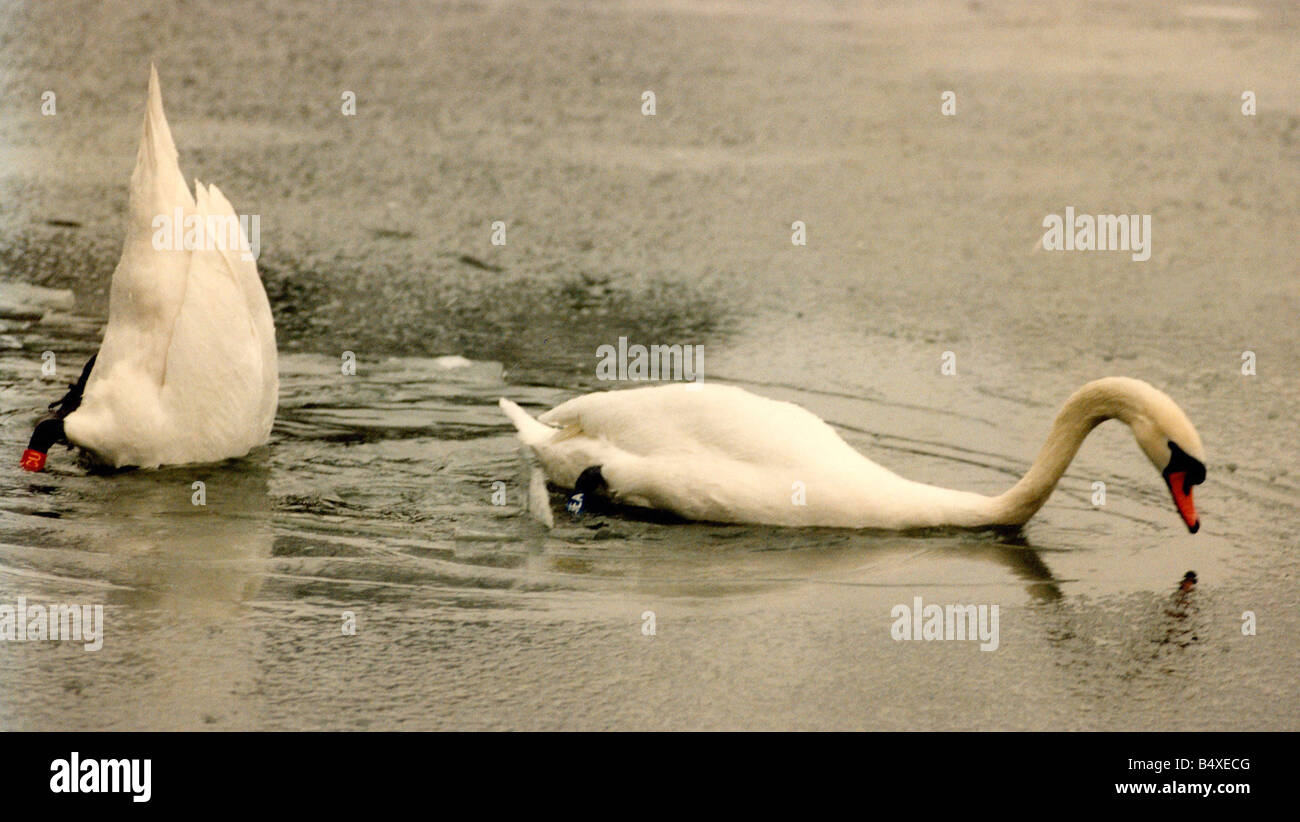Two swans find a nice little pool in the middle of the ice on Saltwell ...