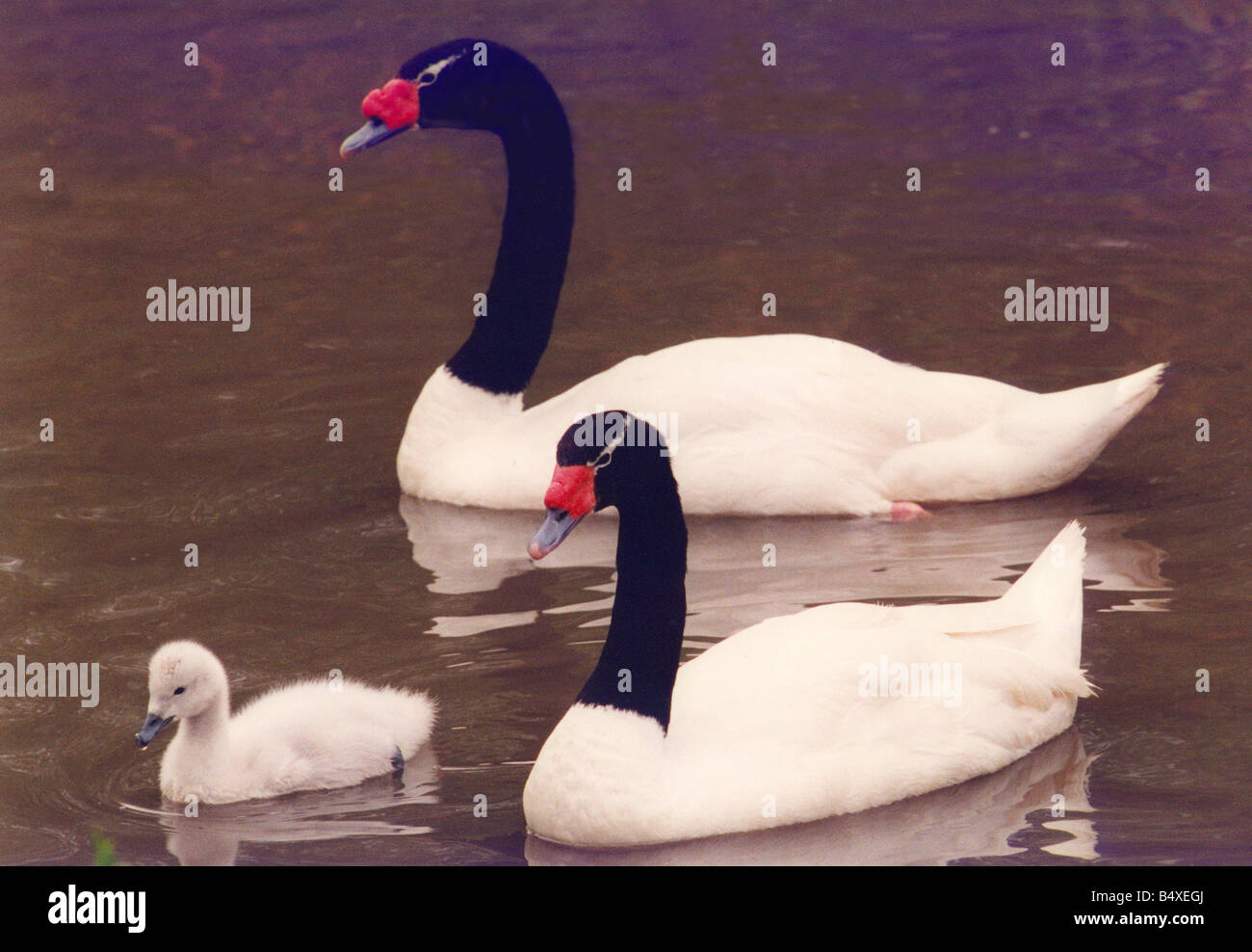 A rare swan with its cygnets at Washington Wildfowl Park Stock Photo ...