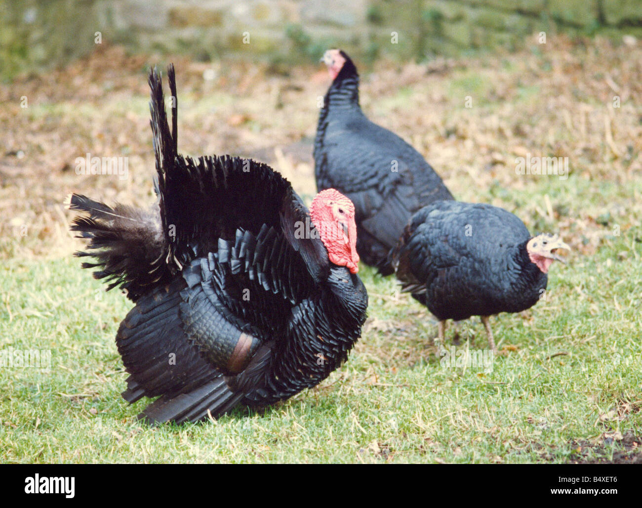 Turkeys being fattened up for Christmas Stock Photo - Alamy