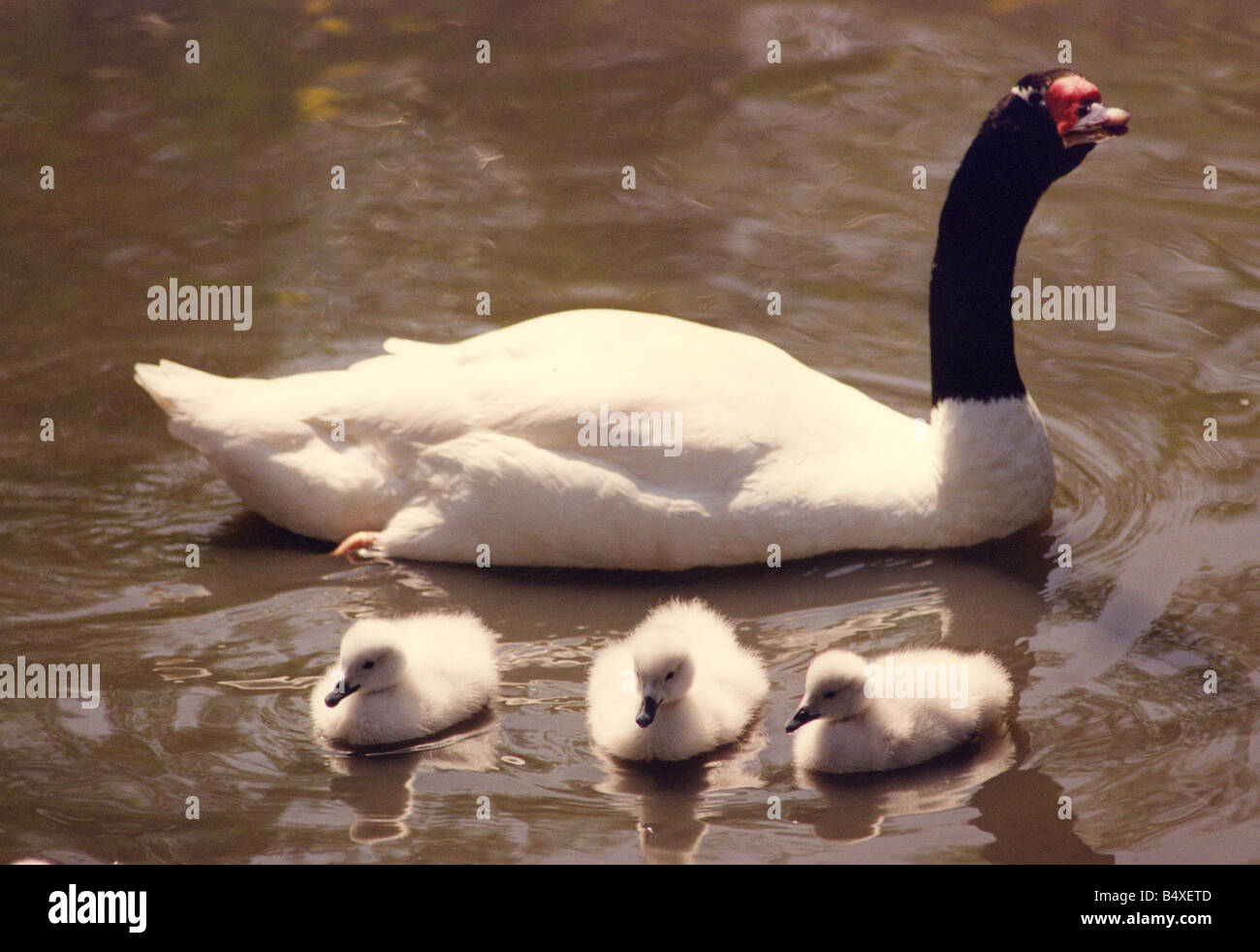 A black necked swan with its new chicks at Washington Wildfowl Park ...