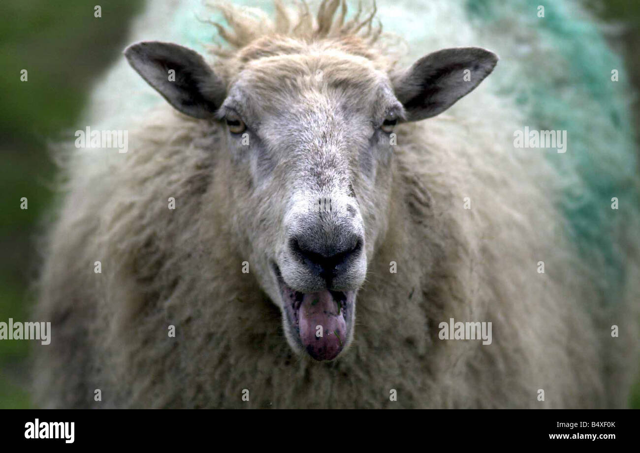 Hoo farm sheep hi-res stock photography and images - Alamy