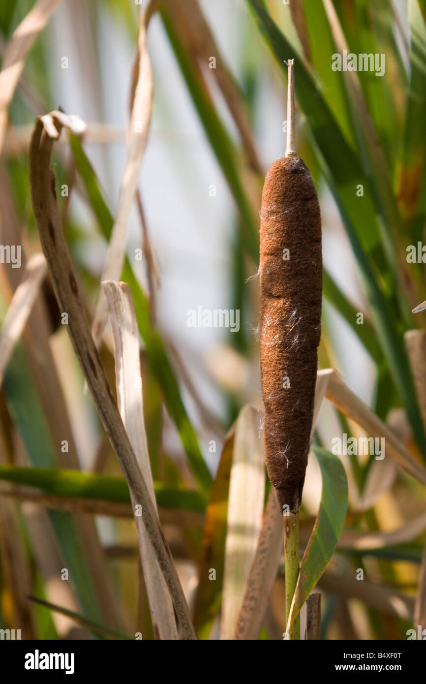 Cat tail in the swamp Stock Photo - Alamy