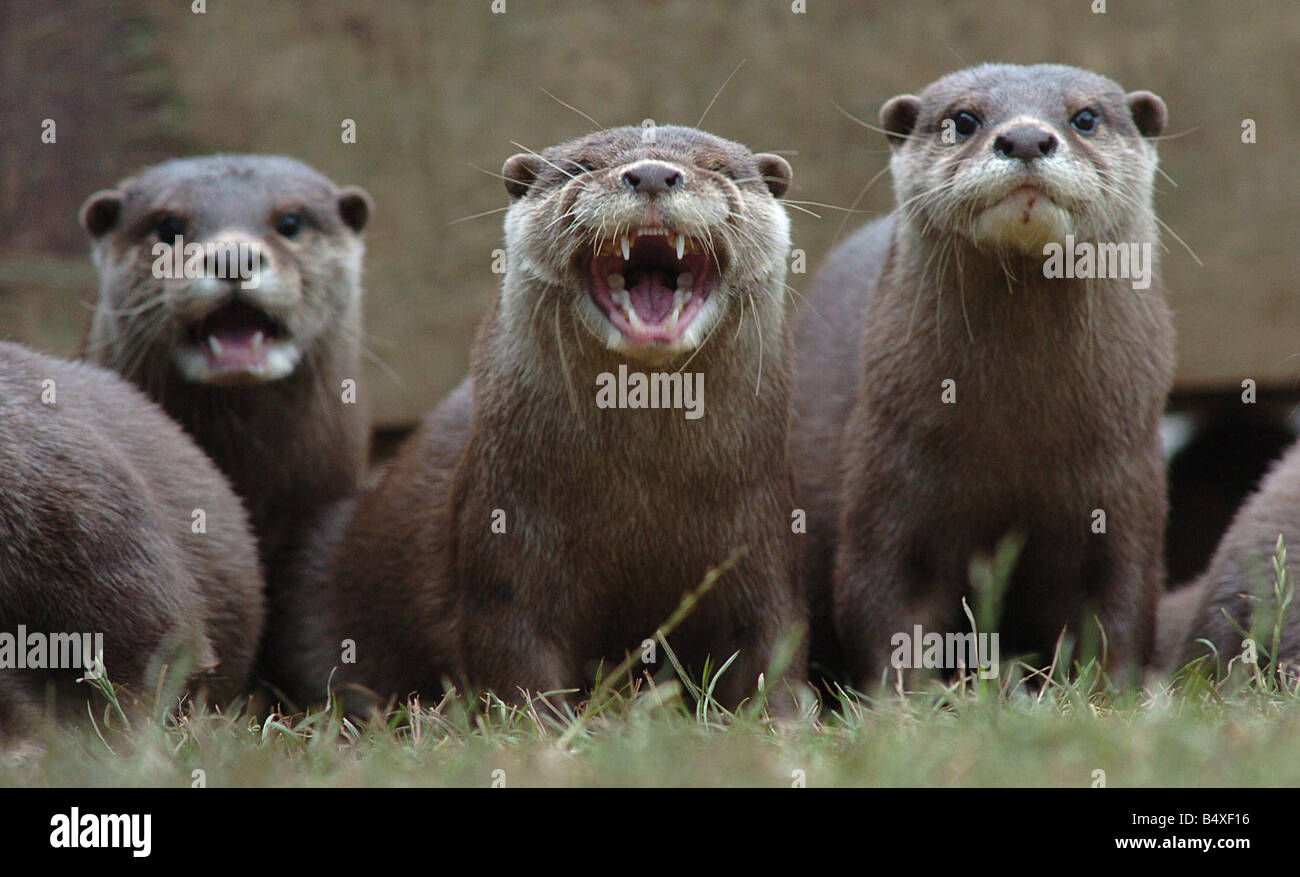 A family of Asian short clawed otters and their cubs have just moved ...