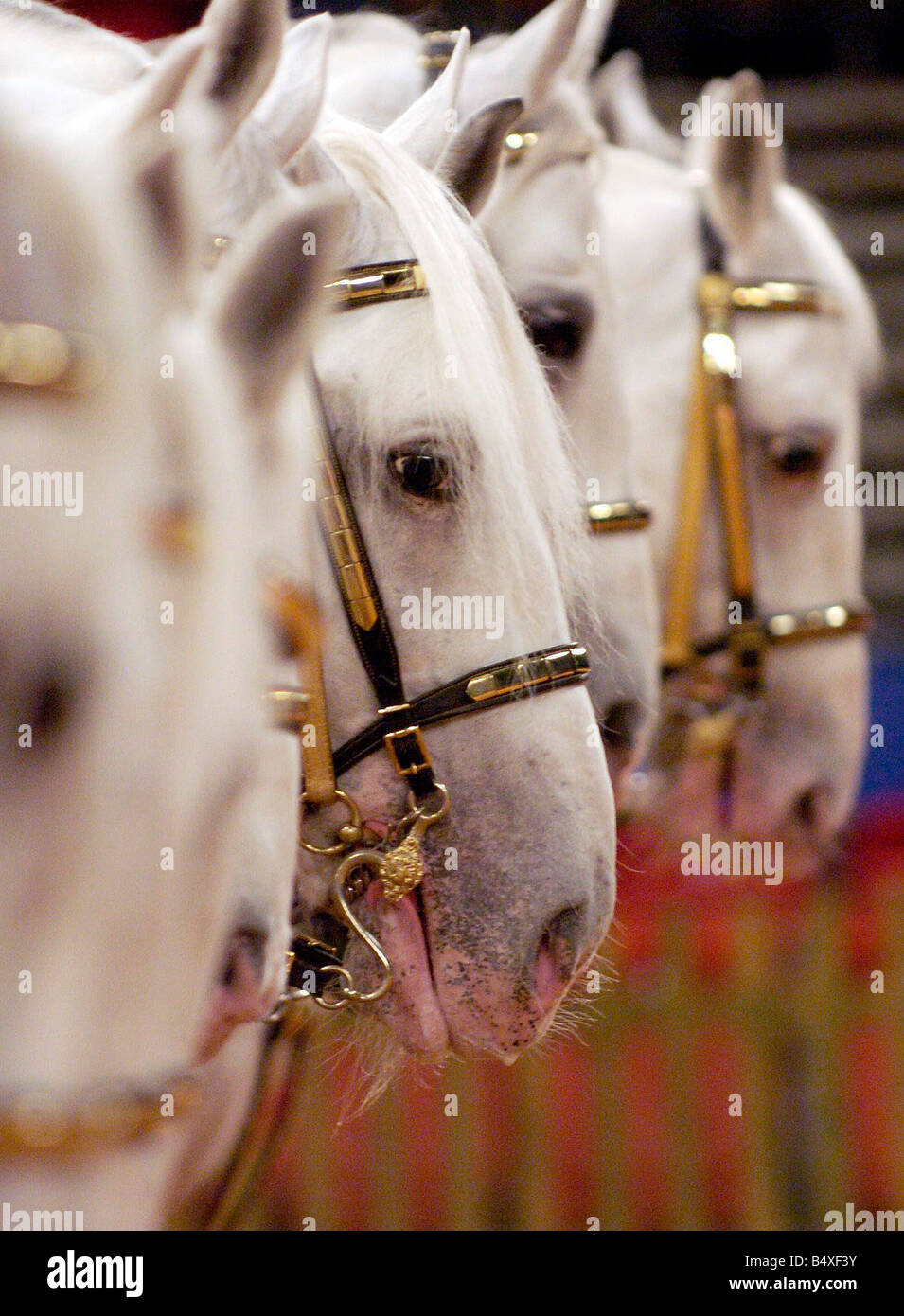 The Spanish Riding School of Vienna at The NEC Arena. 2006 Stock Photo ...
