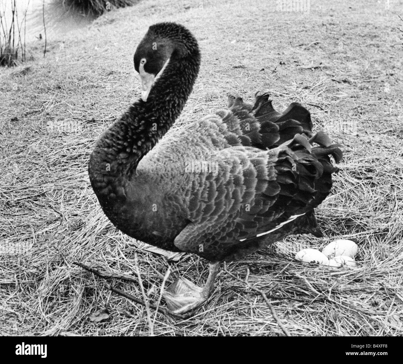 An Australian Black Swan taking a break from sitting on the nest Stock ...