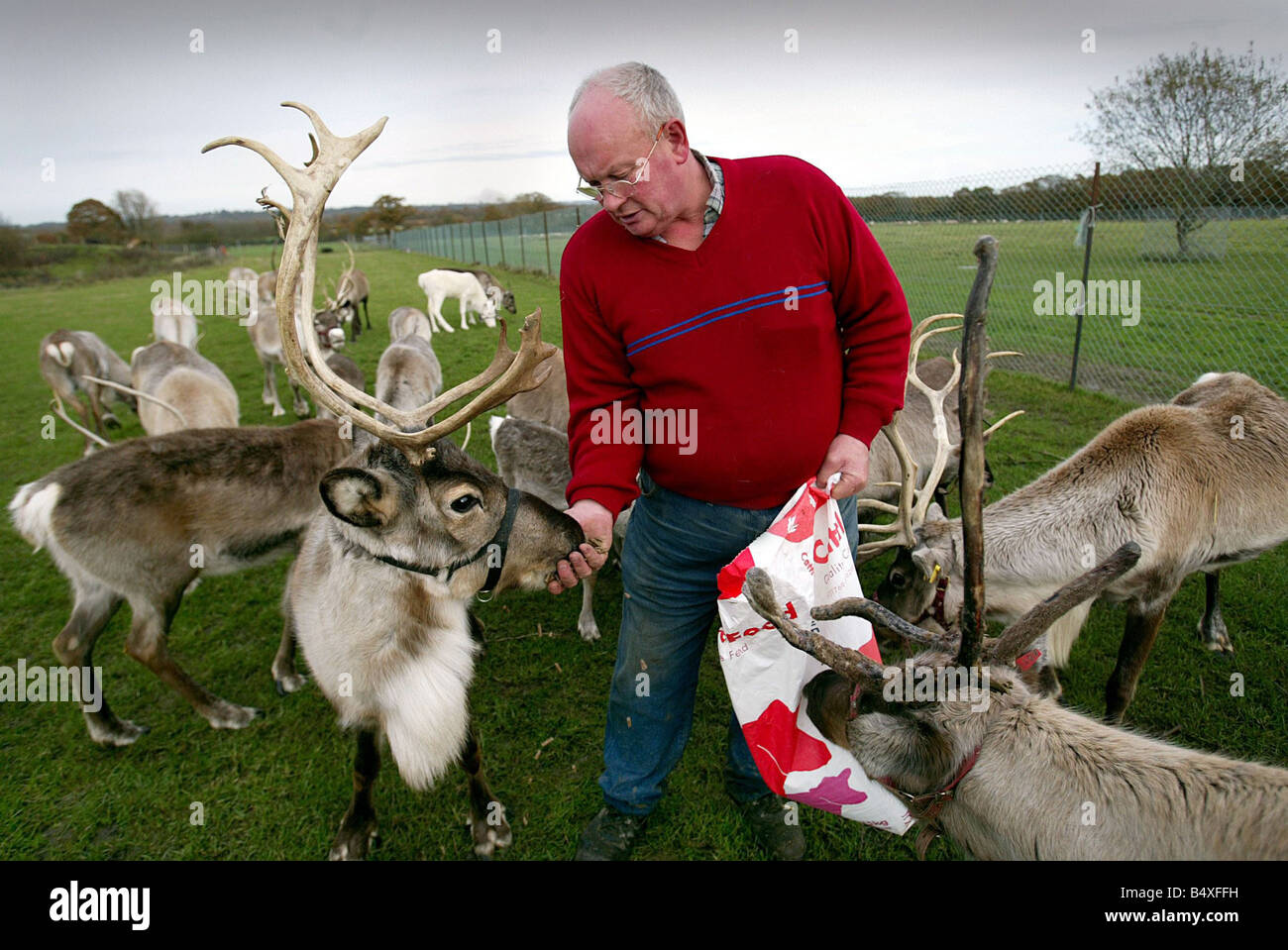 Kent Reindeer farmer Mike Fagg prepares for the festive season here the ...