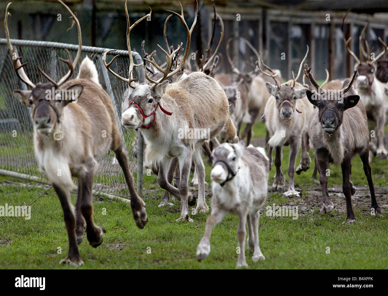 Kent Reindeer farmer Mike Fagg prepares for the festive season here the ...
